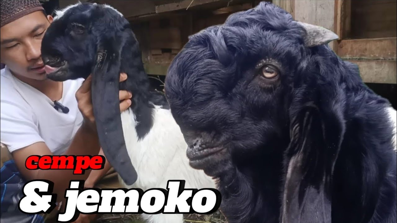 Luwes-an ‼️ cempe kambing PE, PE jemoko & babon PE - YouTube