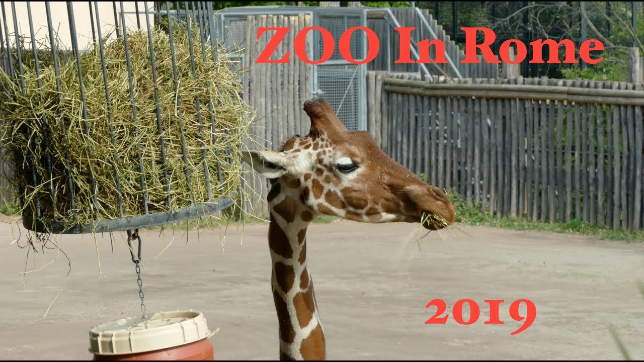 Rome Zoo, Зоопарк в Риме, Villa Borghese, Bioparco di Roma, Italy - YouTube