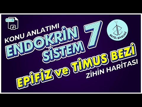 Endokrin Sistem #7 | Epifiz ve Timus Bezi | 11. Sınıf Biyoloji | AYT Biyoloji