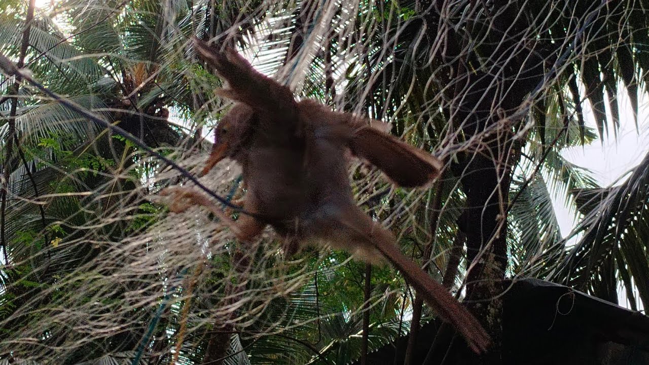 Birds rescue operation #rescuebirds #birds #rescueoperation - YouTube