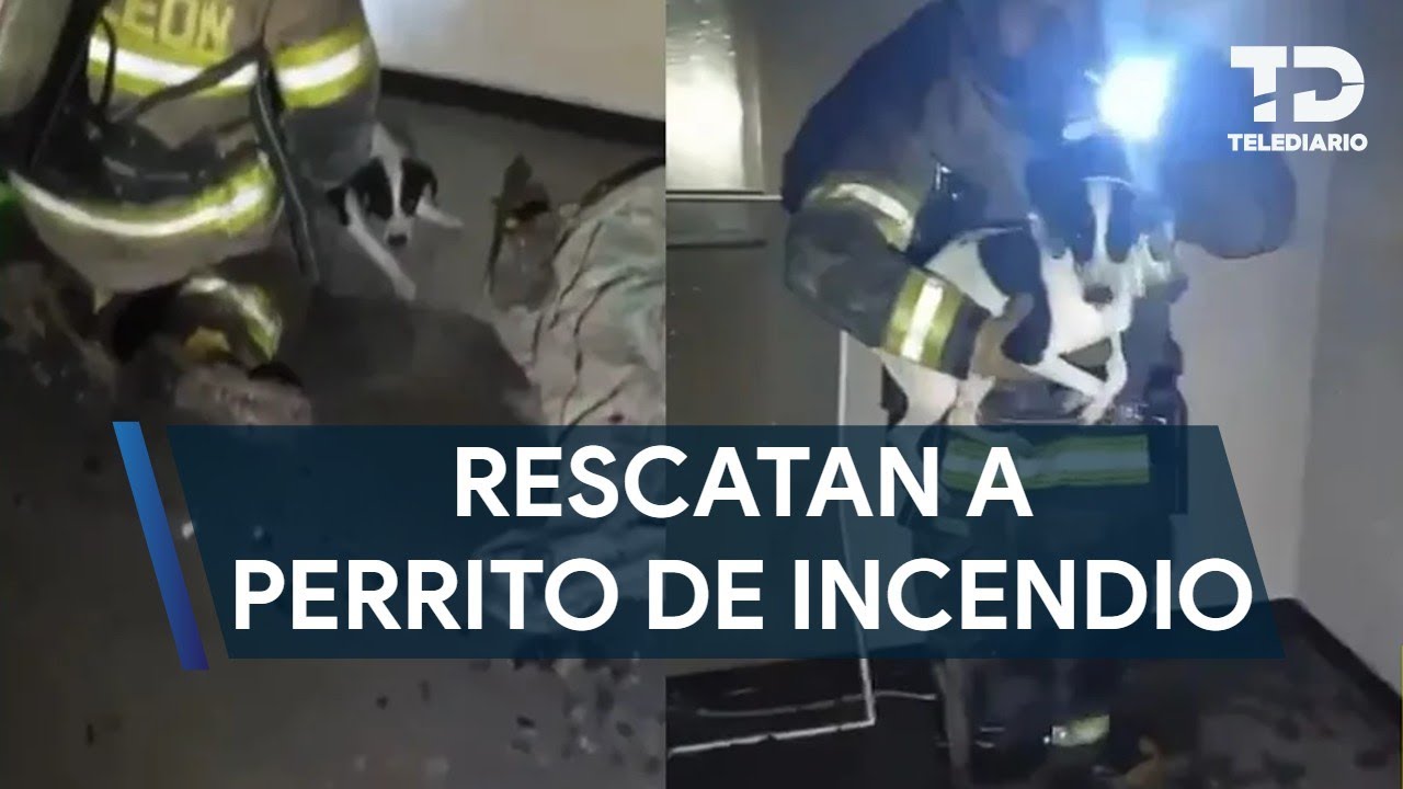 Rescatan a perrito de un incendio en García, NL - YouTube
