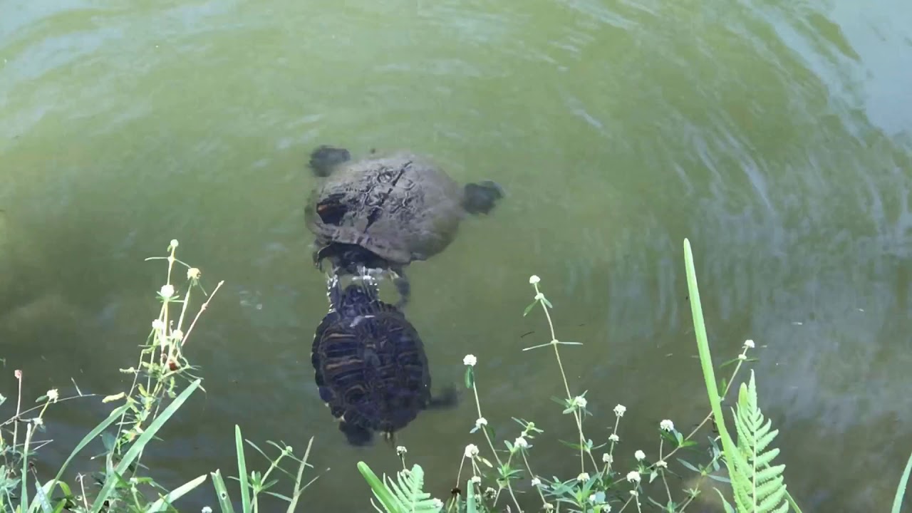 Two Turtles Kissing. Cute turtle love play. Tortugas besandose - YouTube