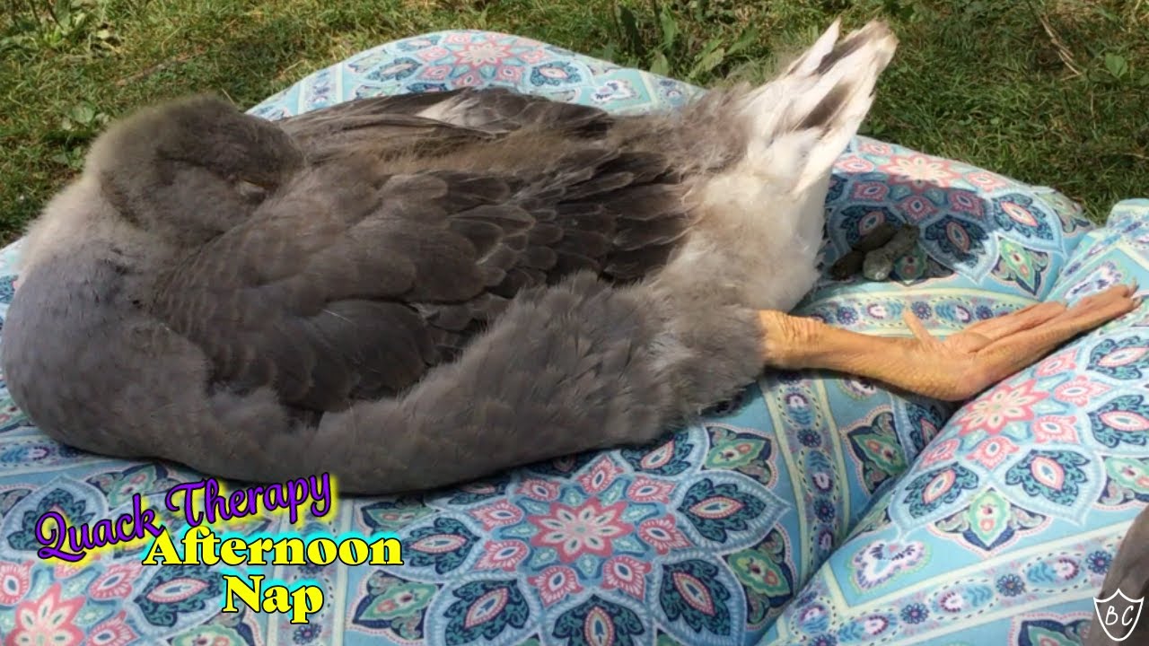 Geese Afternoon Nap Time (Relaxing Nature Quack Therapy) - YouTube