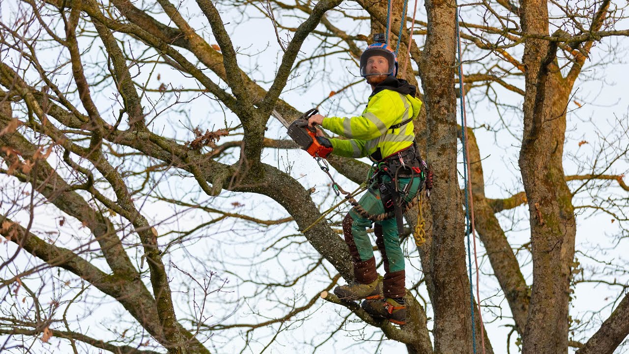 Storm Damaged Oak Removal - Mike Curwen POV FULL Job - YouTube