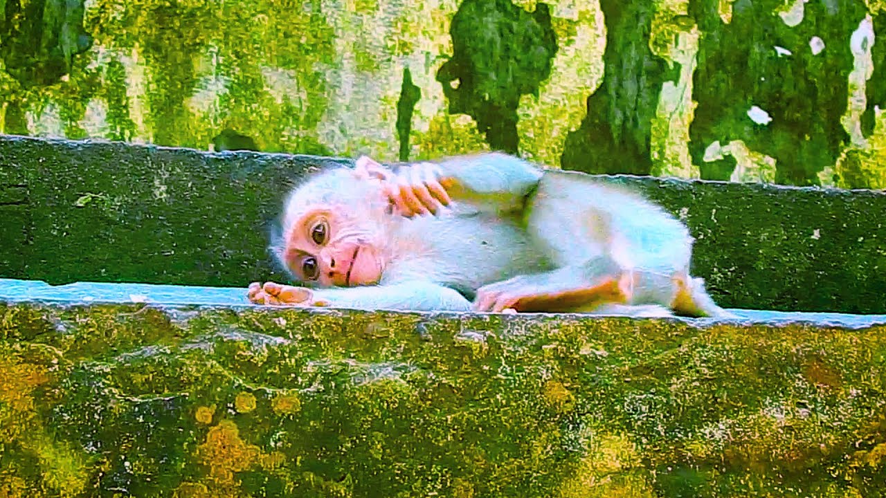 Baby Monkey Leo 25 The reason why Leo is always alone that is how you ...