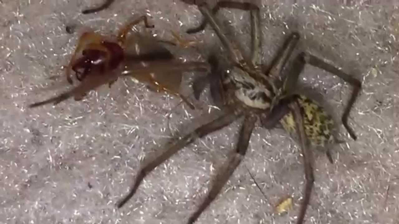 Spider catches termite - YouTube
