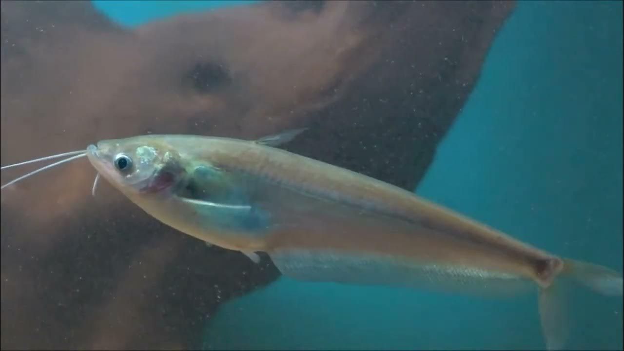 Butter catfish - YouTube