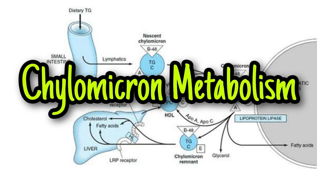 Metabolism of Chylomicron (Lipoprotein part-1) - YouTube