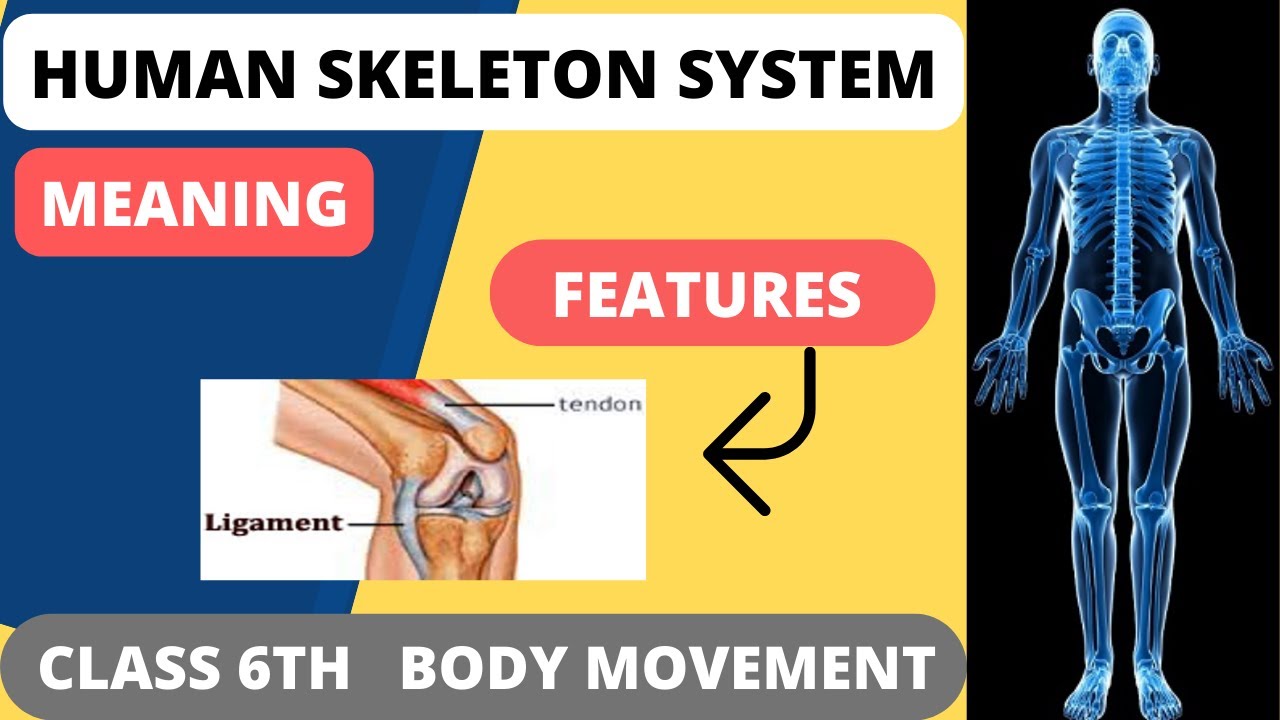Human Skeleton System I Class 6th I #bodymovement #humanskeleton #ncert ...