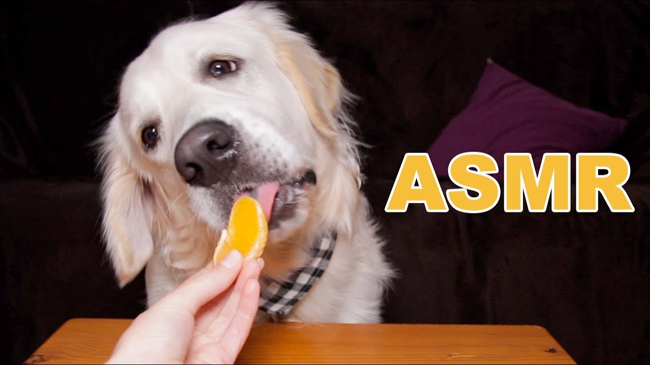 ASMR Dog Reviewing Different Types of Food #4 - YouTube
