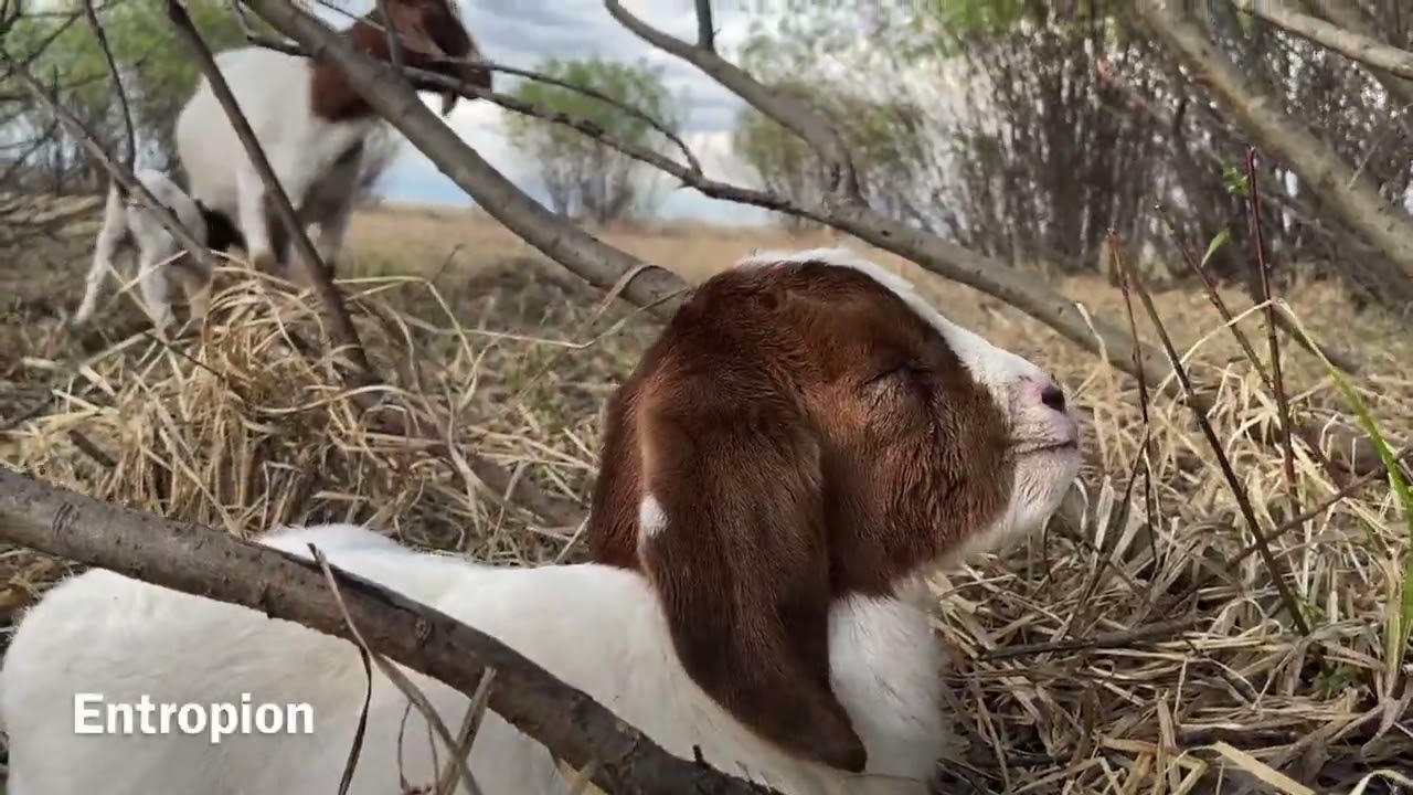 Goats and double teats, castration, tagging, entropion - YouTube