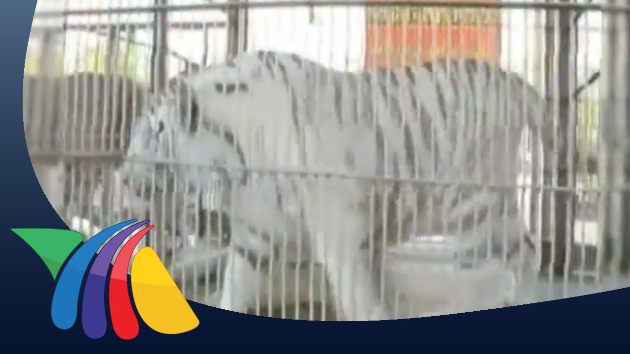 "Quiero un circo sin animales" - YouTube