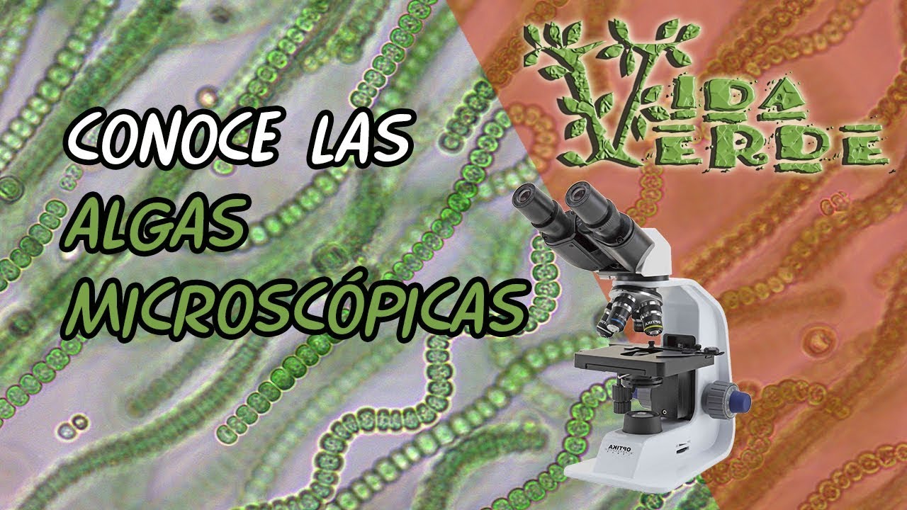 Vida Verde Algas MICROSCOPICAS - YouTube