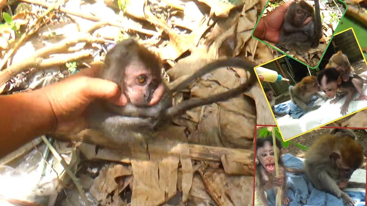 Rescue of a lost little monkey boy comes home with his own - YouTube