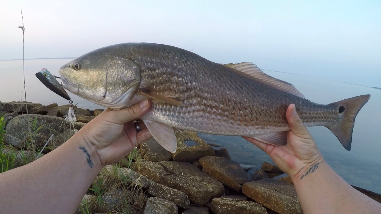 Inshore fishing in Florida MULTI SPECIES video 🎣 - YouTube