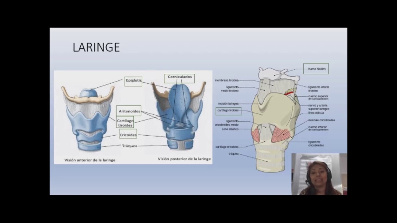 clases para principiantes del canto Aparato fonador parte 1 - YouTube
