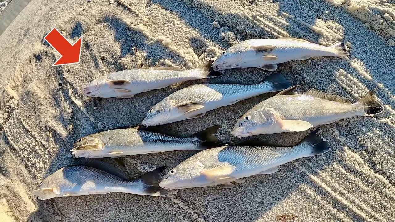Gulf Whiting