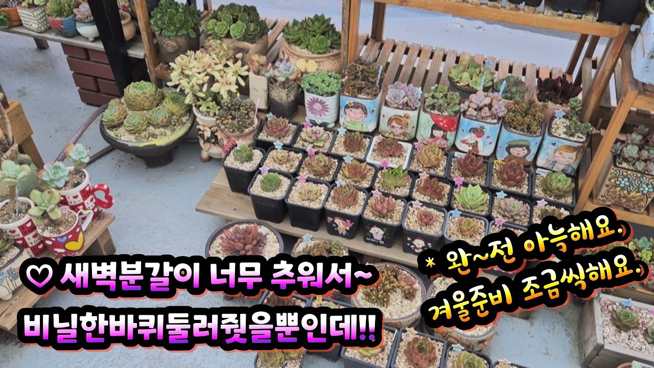 옥상다육맘님들~겨울이 온대요♥️ 미리 조금씩 준비하셔요 바쁜 다육생활이네요옥상하우스 옥상 옥상다육키우기 옥상다육