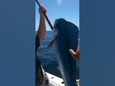Rare BLUE MAHI-MAHI - YouTube