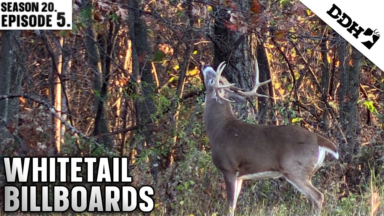 Whitetail Billboards | Deer & Deer Hunting TV - YouTube