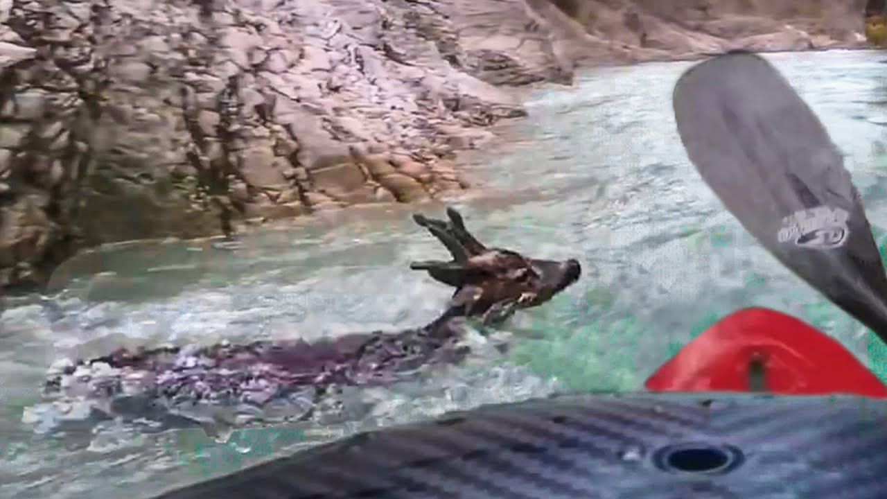 Heroic man saves deer from river - Awesome Animal Rescues - YouTube