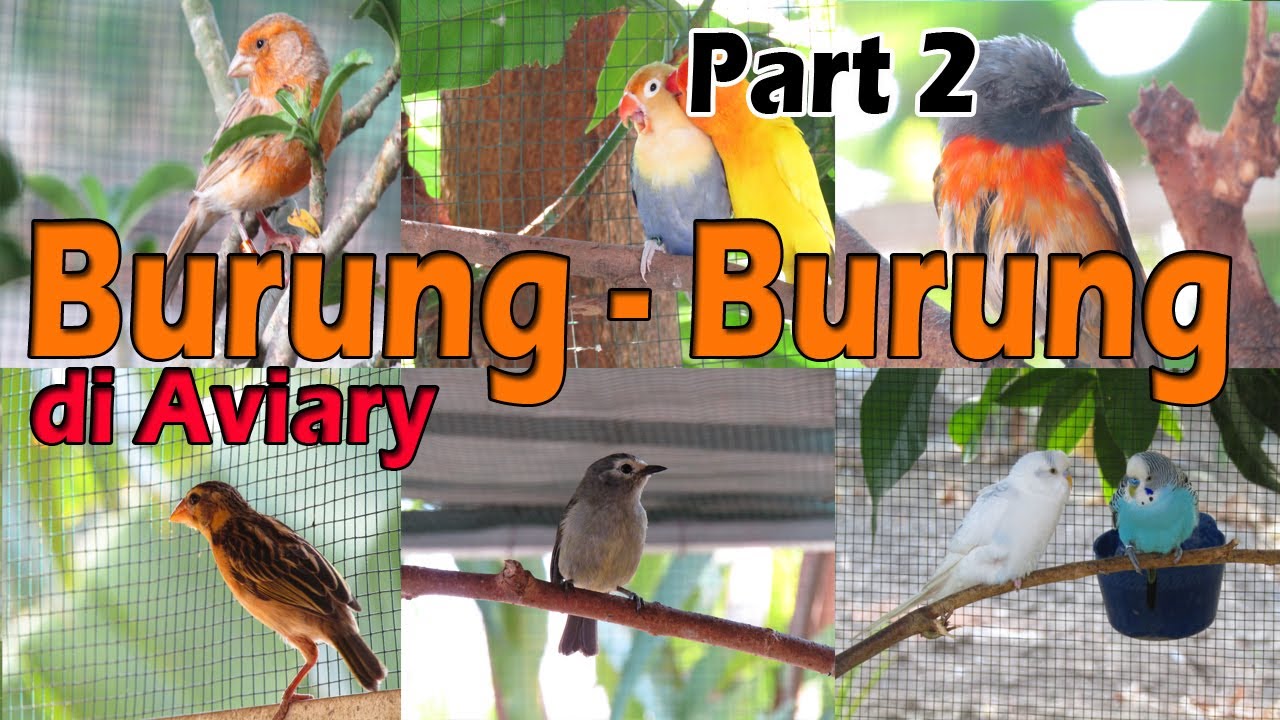 Ceklist Burung - Burung yang ada di Al Aswa Aviary | Rabu, 26 Februari ...