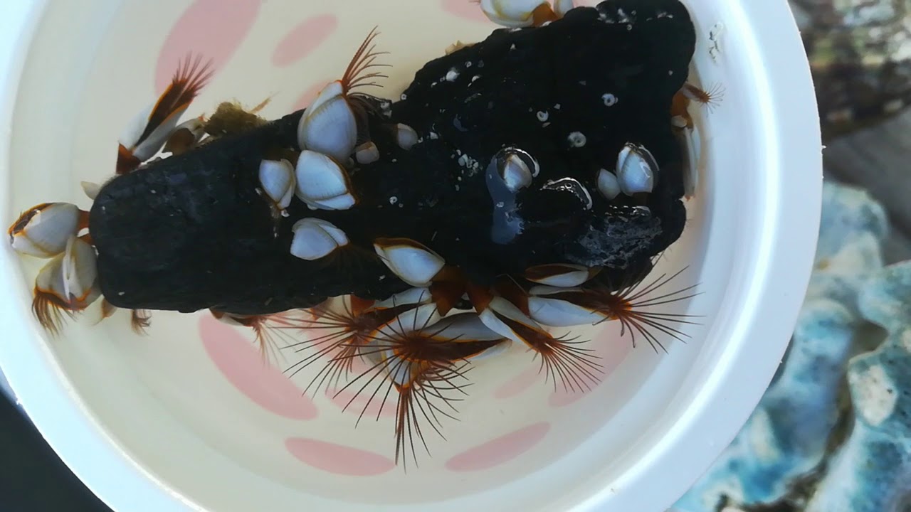 Barnacles breathing using their cirri - YouTube