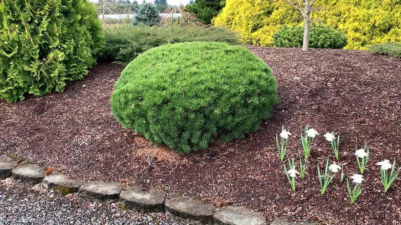 Pinus mugo ' Palouse ' Dwarf Mugo Pine April 2, 2020 - YouTube