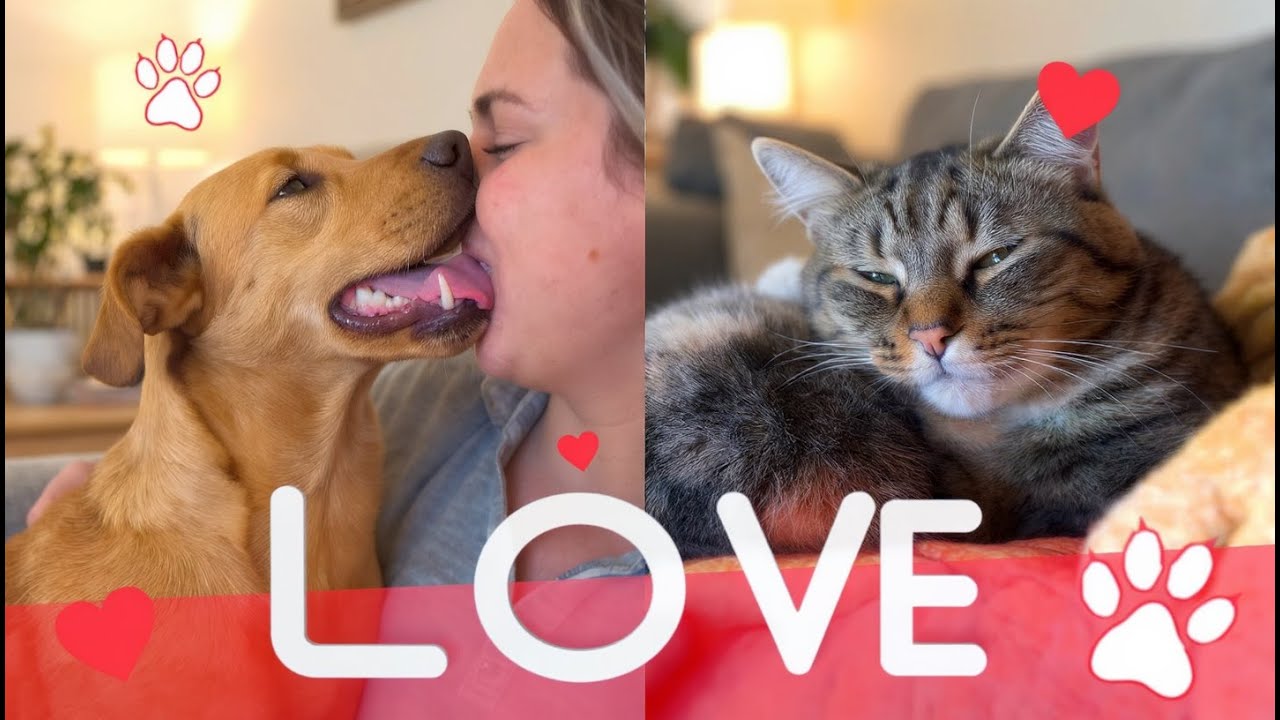 #6 Ways to Show True Love to Your Pets Every Single Day”💕 “ | How to ...
