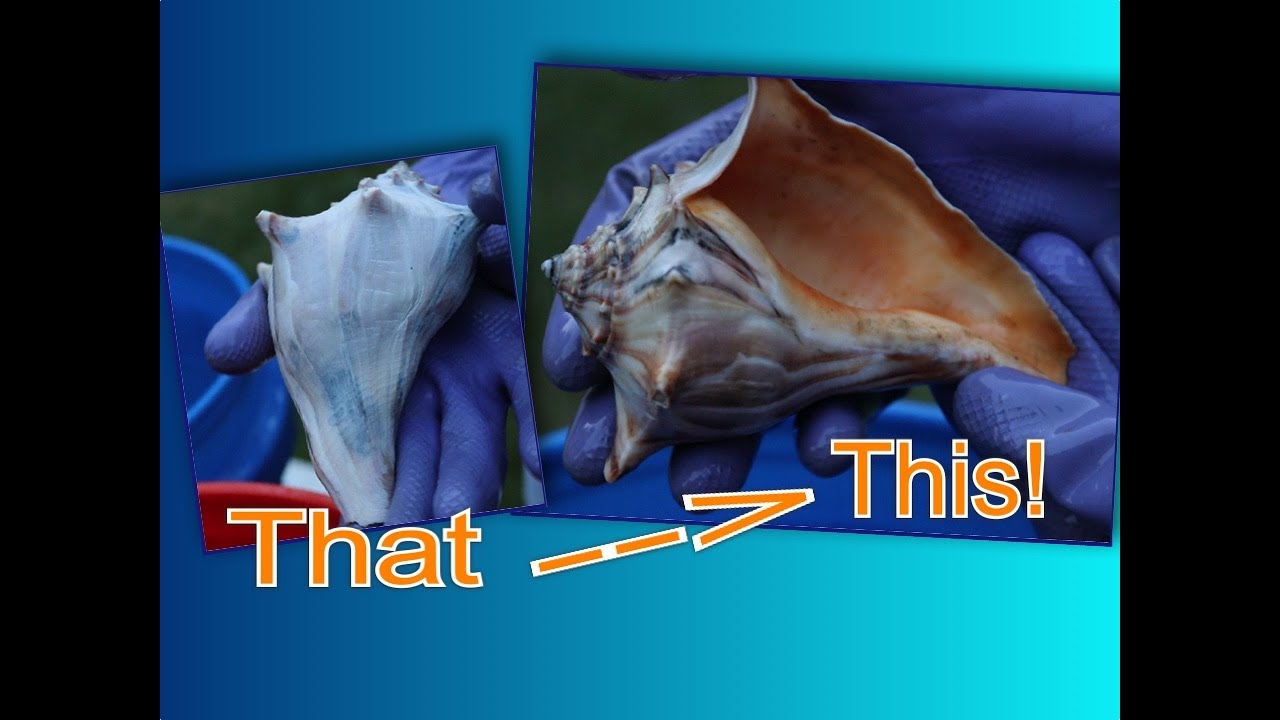Shell Cleaning Technique | Muriatic Acid | Bring out Colors in Shell ...