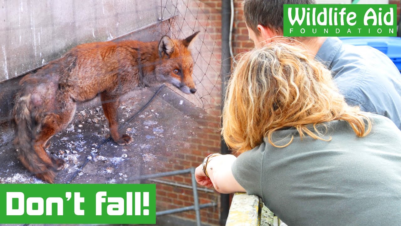 Fox RESCUED from TERRIFYING drop! - YouTube