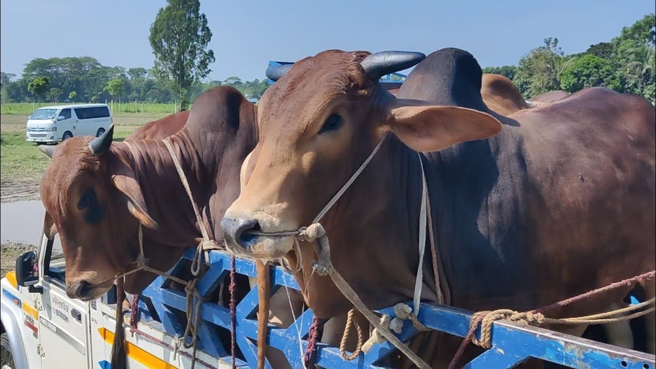 Ep-83,Cow Unloading,Big Cow,big bull,big cattle,Cow Videos,Cow Video ...