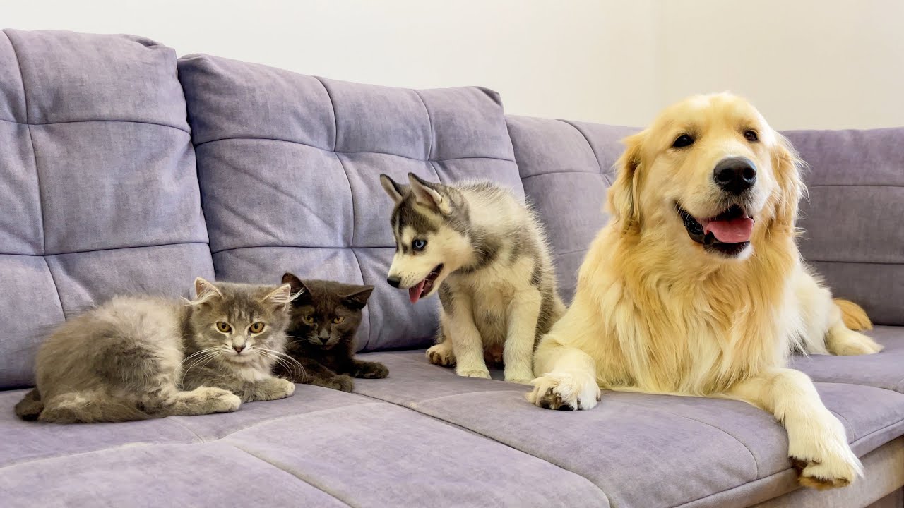 Adorable Golden Retriever Helps Husky Puppy Make Friends with Kittens ...