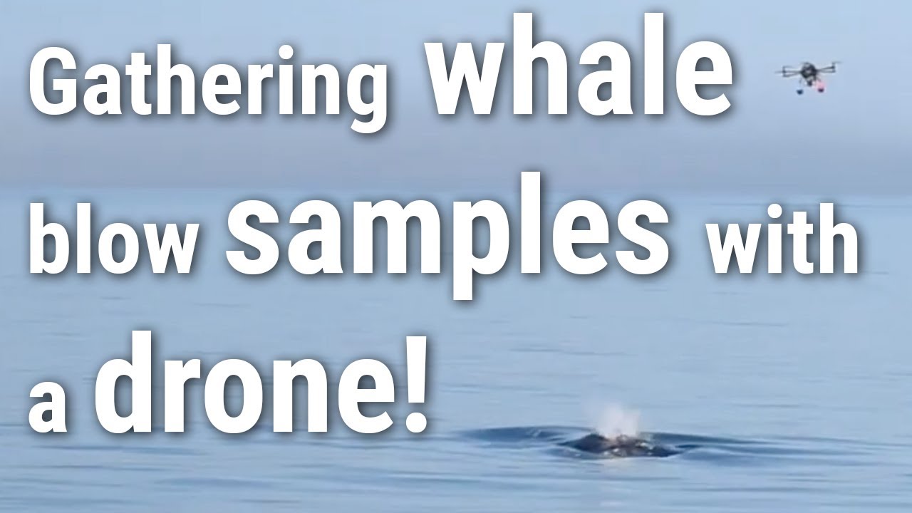 Whale Blow Microbiome - YouTube