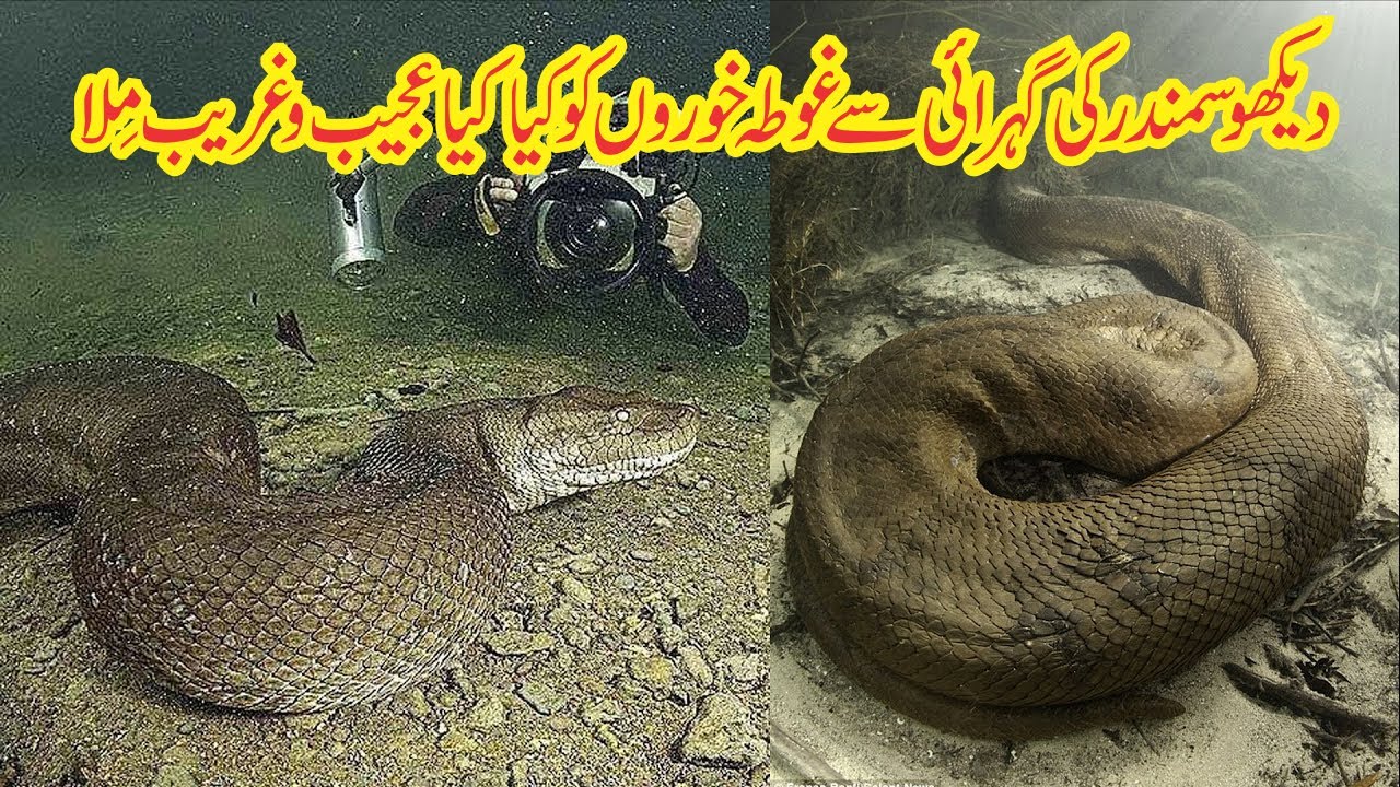 06 Strangest Things Found By the Deep Sea Divers | Asif Ali TV - YouTube