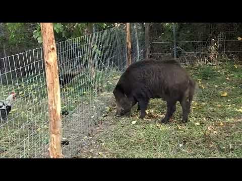 WOHEN 30.000 V ELEKTRİKLİ ÇİT MAKİNESİ AYI-DOMUZ KOVUCU