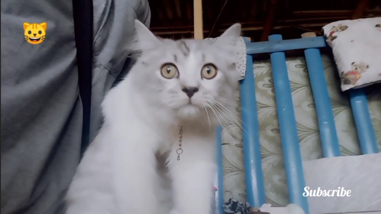 Kucing bandangan cantik - YouTube