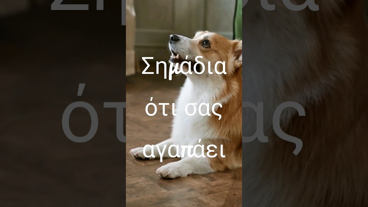 Με αγαπαει ο σκυλος μου? Μάθετε την απάντηση. - YouTube