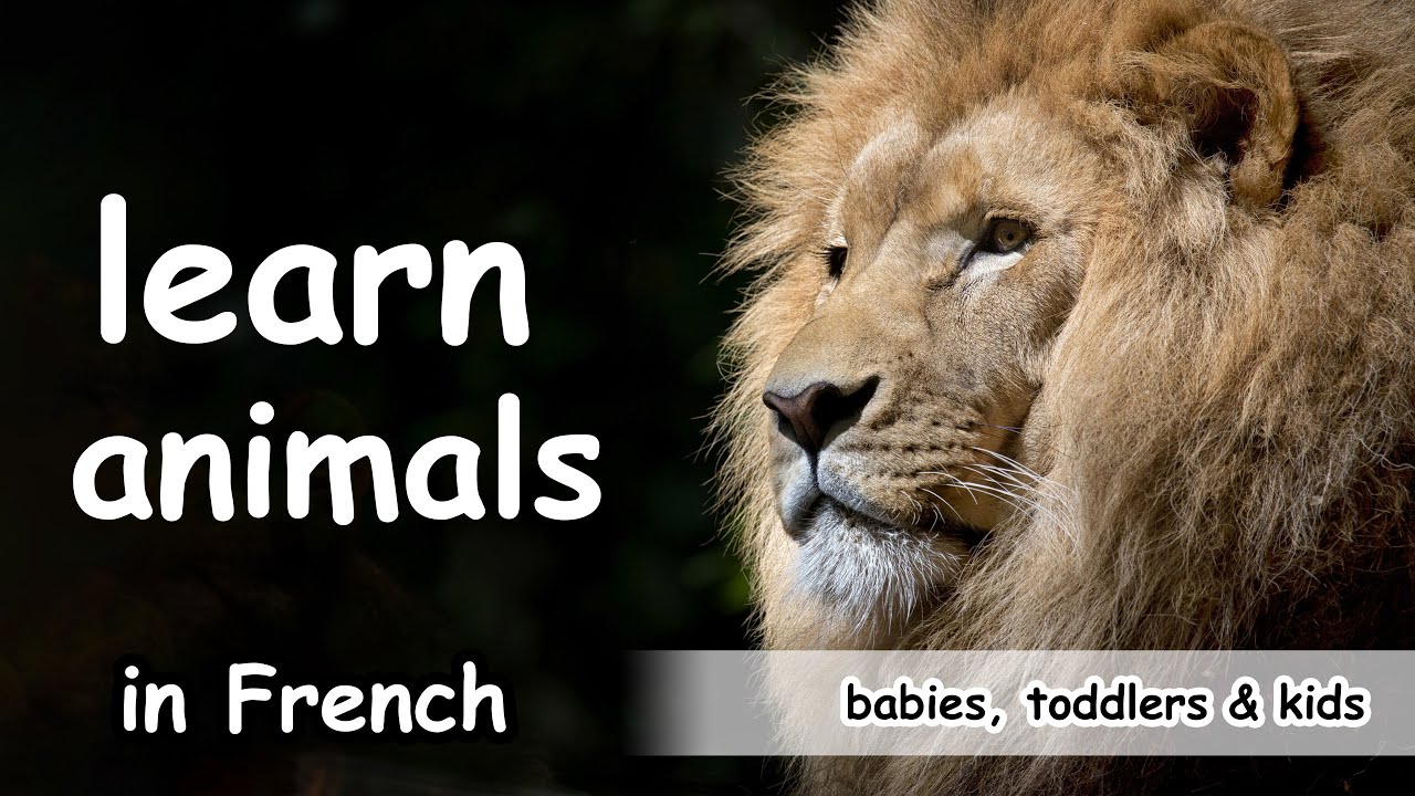 Learn ANIMAL words in FRENCH | Vocabulary with Real Pictures - YouTube