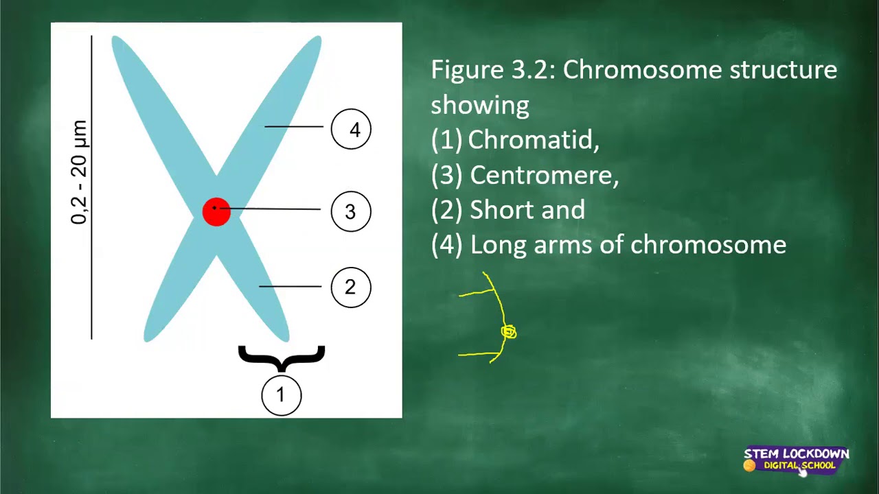 Grade 10 - Life Science | 27 July 2020 | Cell division - Mitotic phase ...