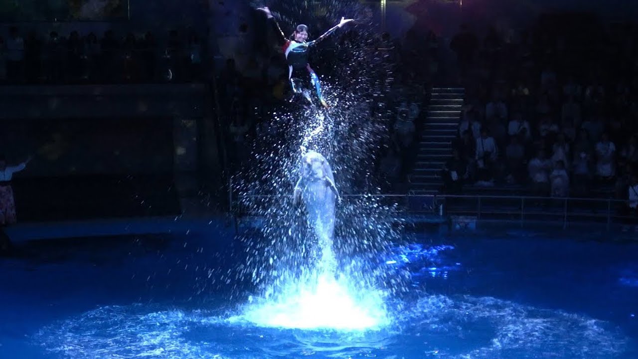 Night 🅳🅾🅻🅿🅷🅸🅽 🆂🅷🅾🆆. Maxell Aqua Park. Sea Animal Show 3 【4K】 - YouTube