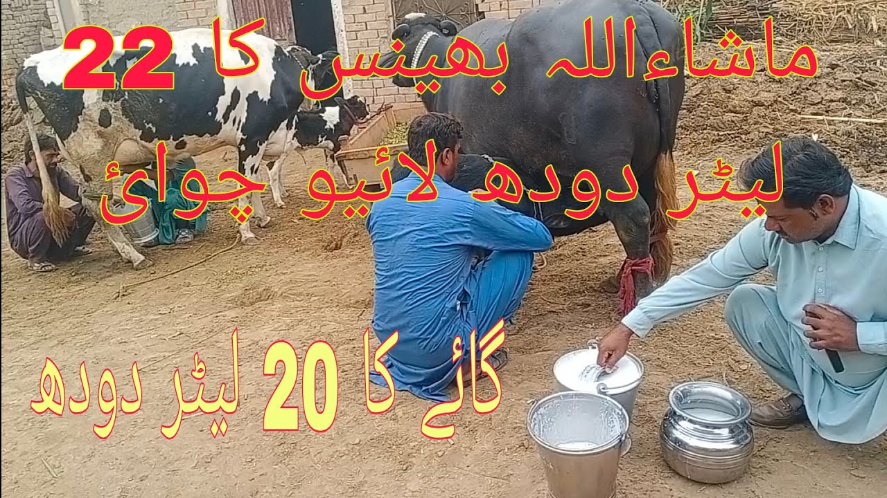 Watch pure neeli Buffalo 22 KG milk aor fraison cros Cow 20 kg for sale ...