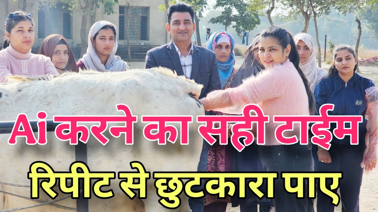 How to doCow Buffalo A.I Full Detail | Ai krne ka shi time | Reepeat ...