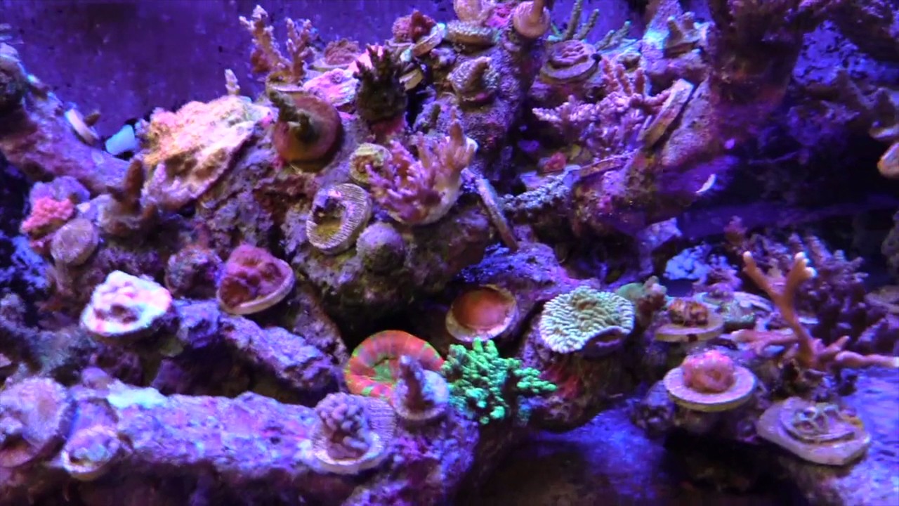 Master Scolymia Bleeding Apple Scolymia WARNING! Watch before you buy ...