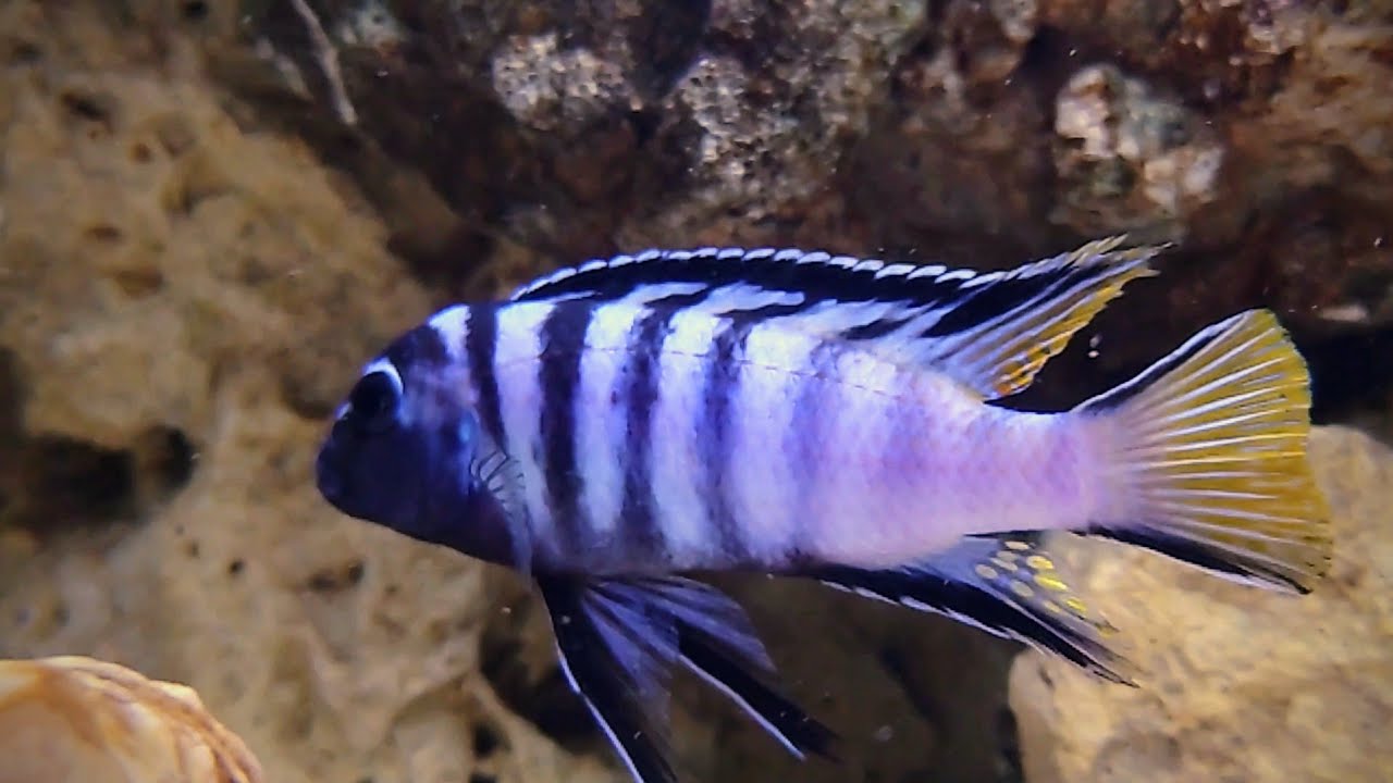 Pseudotropheus elongatus mpanga f1 Aggressive Malawi Mbuna Cichlid ...