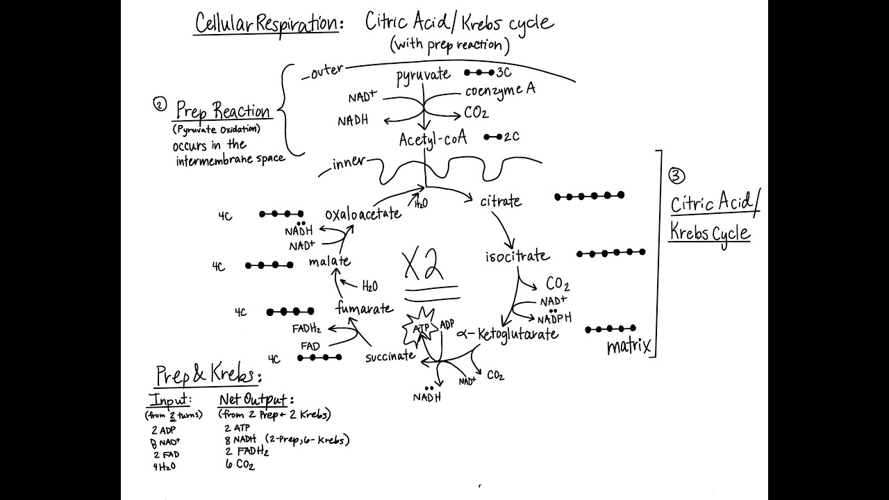 Cellular Respiration: Pyruvate Oxidation & Citric Acid Cycle - YouTube