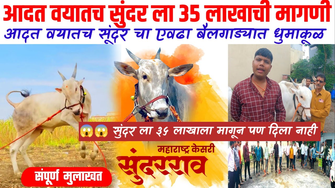 गाडामालक यतिराज शेडगे यांचा सुंदर बैल आणि बैलांच्या दावणीची मुलाखत ...