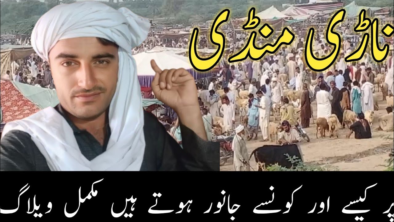 How and which animals are there in Nari Mandi?🐐🐏🐃. - YouTube