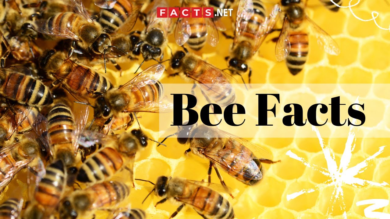 Bee Facts All About Honeybees Bumblebees And Queen Bees YouTube bee-facts-all-about-honeybees-bumblebees-and-queen-bees-youtube