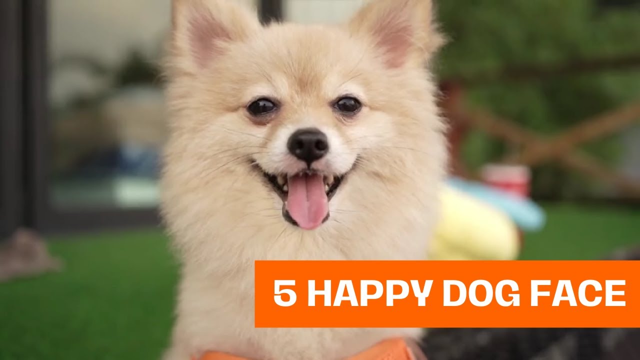 5 Happy Dog Face | With Cheer Up Quotes - YouTube